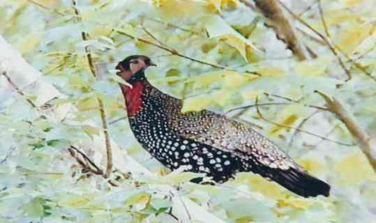 PakistanPaedia - National Parks of Pakistan (Macharia)