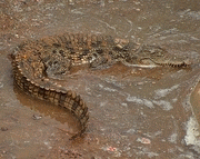 PakistanPaedia - National Parks of Pakistan (Hingol)