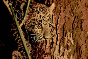 PakistanPaedia - National Parks of Pakistan (Ayubia)