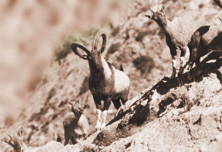 PakistanPaedia - National Parks of Pakistan (Hazarganji - Chiltan)