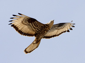 PakistanPaedia - National Parks of Pakistan (Ayubia)