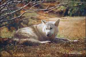 PakistanPaedia - Wildlife Sanctuaries and Wetlands of Pakistan