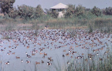 PakistanPaedia - Wildlife Sanctuaries and Wetlands of Pakistan